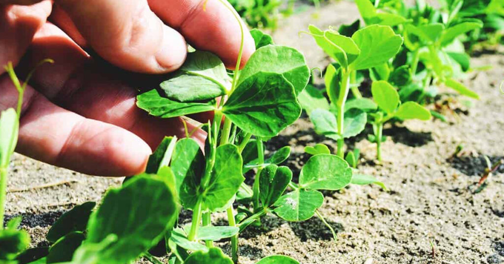 Cover Crop Planting Guide