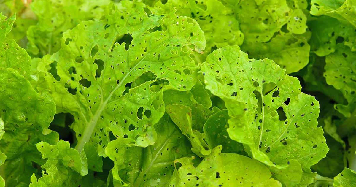 What Are Certified Disease-Free Plants