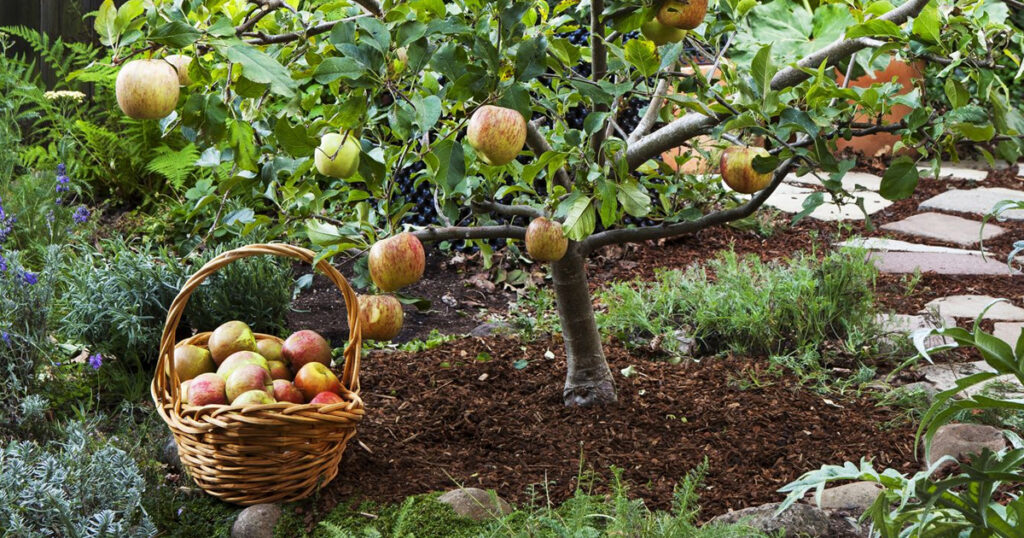 Dwarf Fruit Trees - A Planting Guide For Fruit Trees