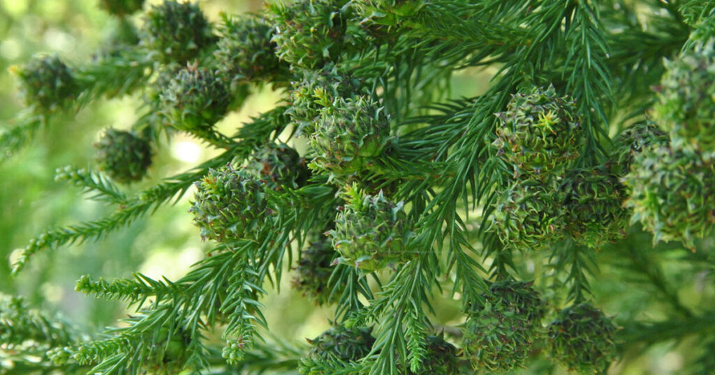 Japanese Cedar Tree