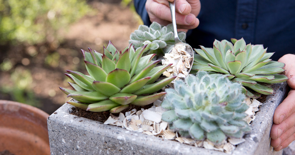 Succulents Guide For Beginners