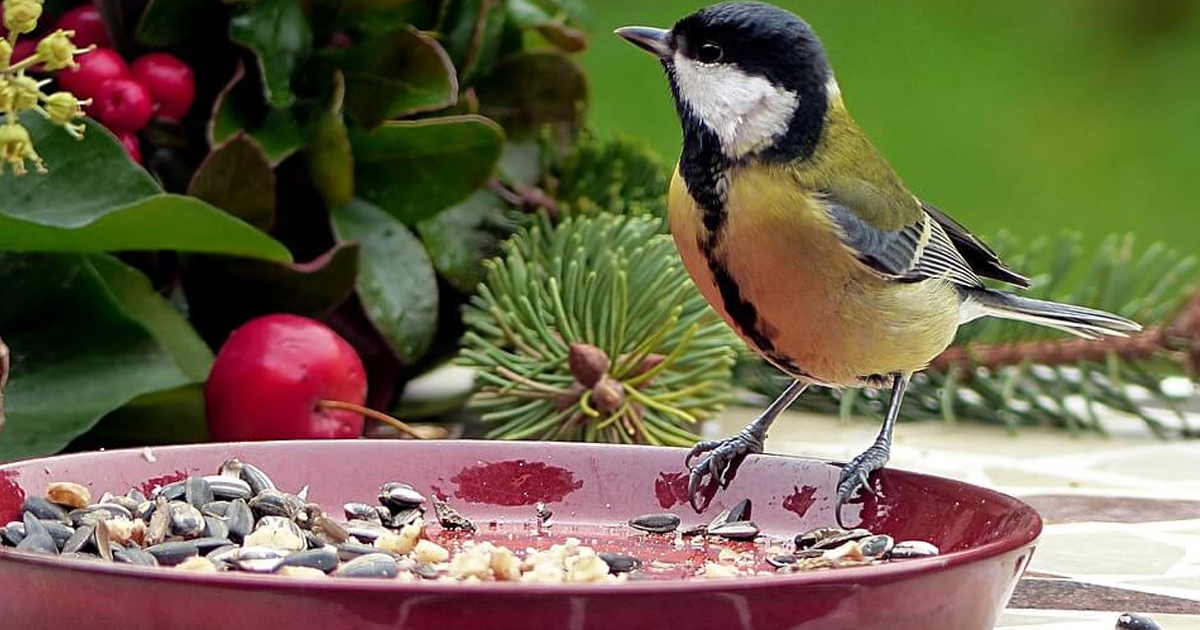 What Is A Bird Garden