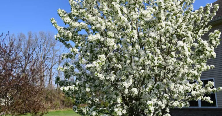 What Is A Specimen Tree