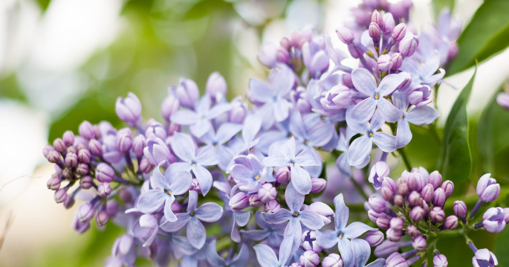 Common Lilac Varieties
