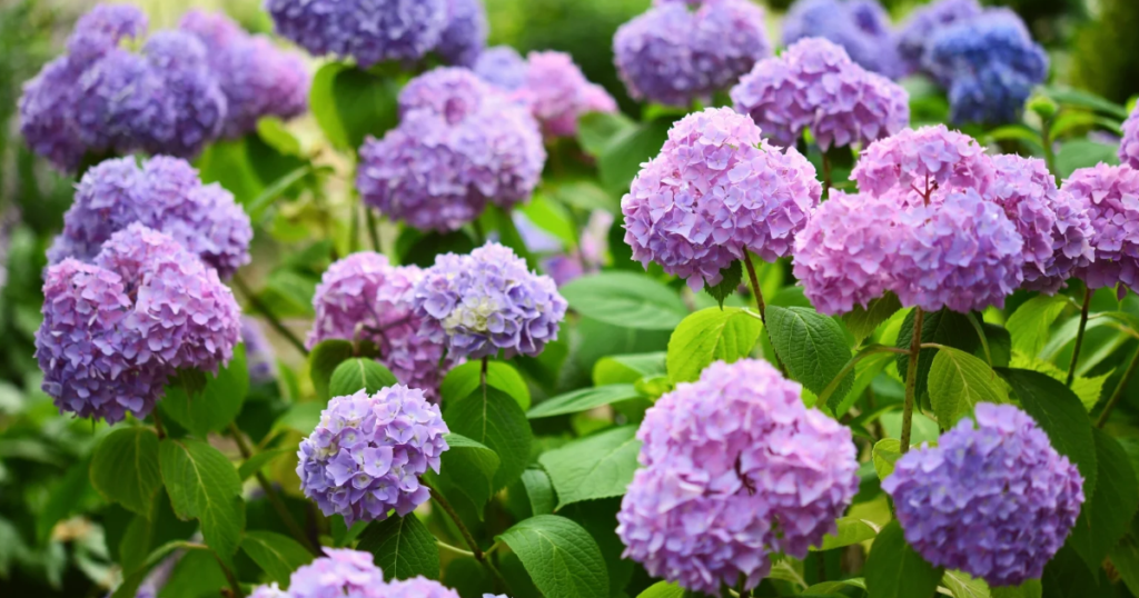 Zone 9 Hydrangeas