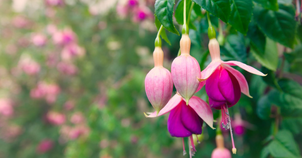 Fuchsia Plant Varieties: Common Trailing & Upright Fuchsia Plants
