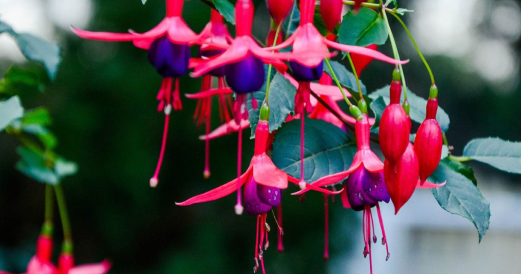 Fuchsia Plant Varieties: Common Trailing & Upright Fuchsia Plants