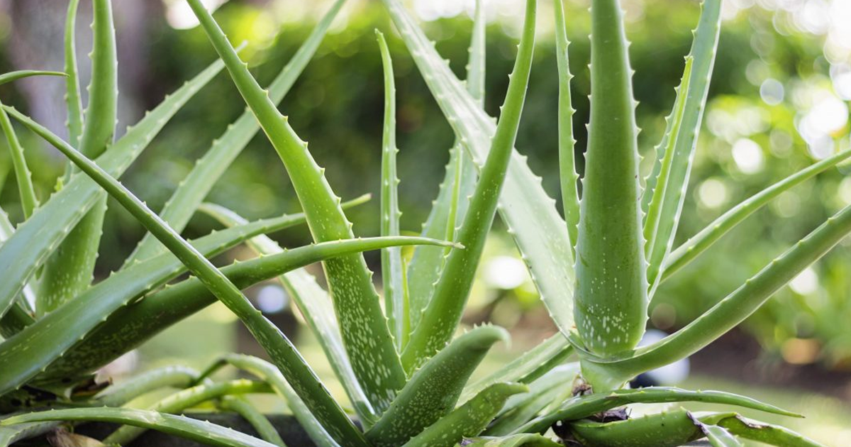 Different Aloe Varieties