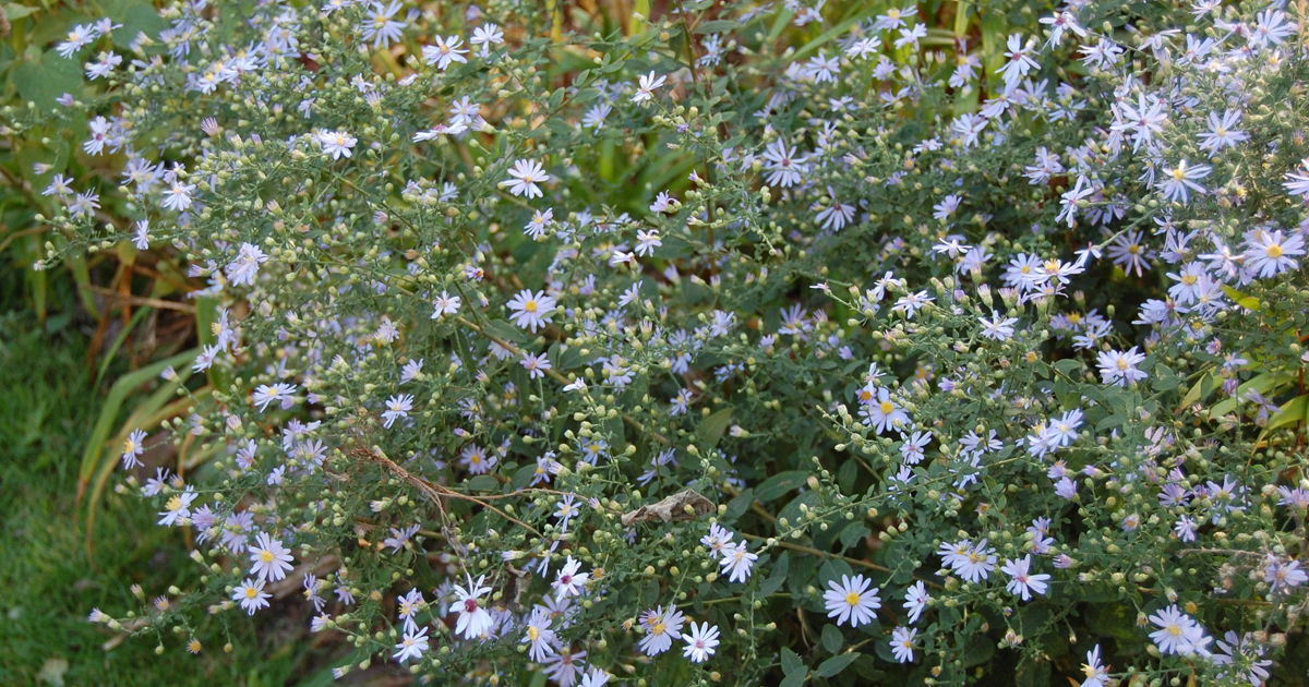 Aster Plant Varieties