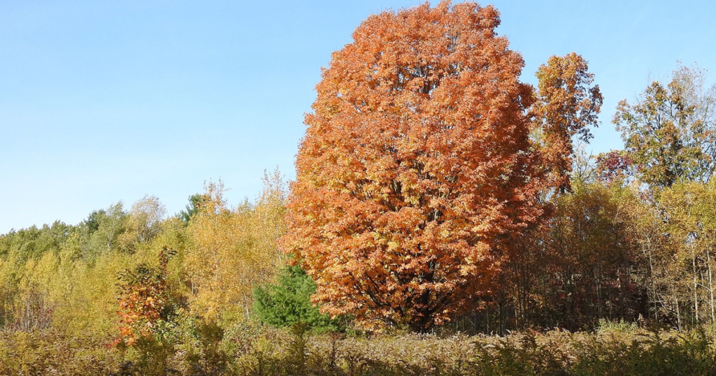 Complete Guide to Trees in the Midwest